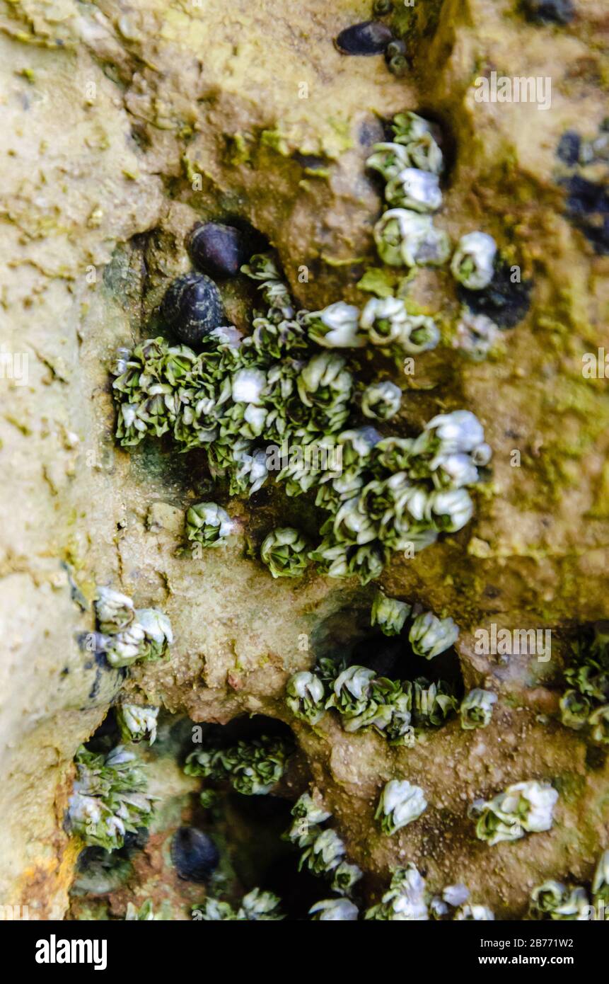 Barnacle covered rocks marine hi-res stock photography and images - Alamy