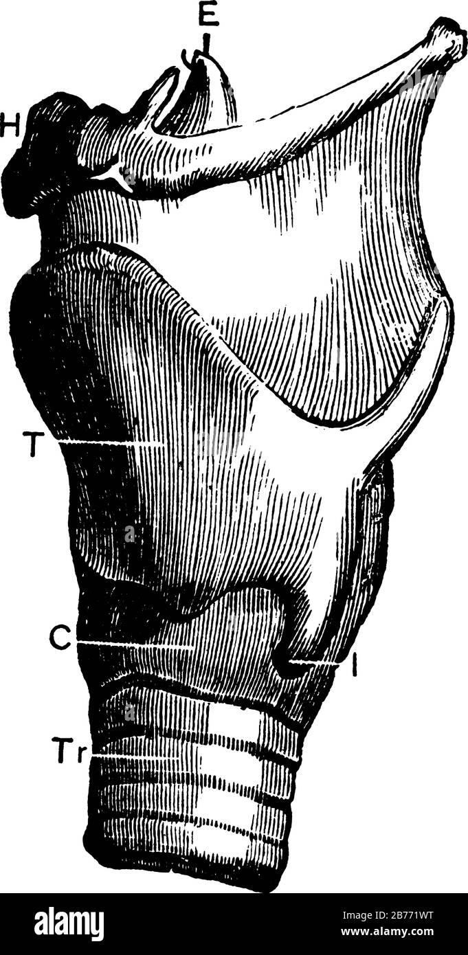 Cricoid cartilage hi-res stock photography and images - Alamy