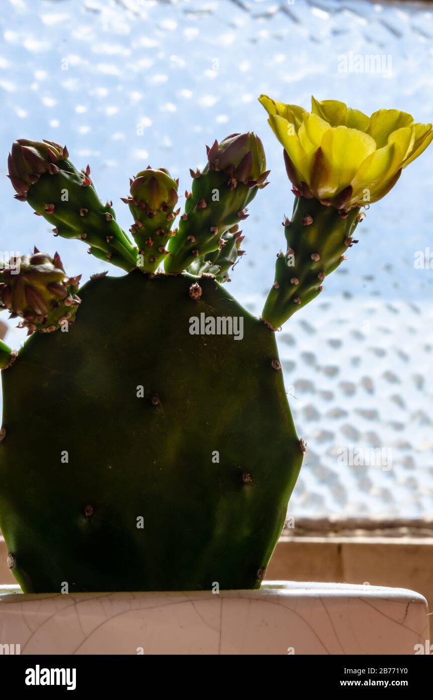 Yellow flower cactus in flower pot with some withered flowers and some ...