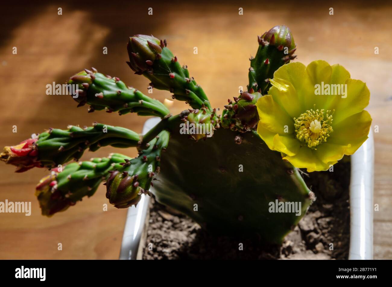 Withered cactus hi-res stock photography and images - Alamy