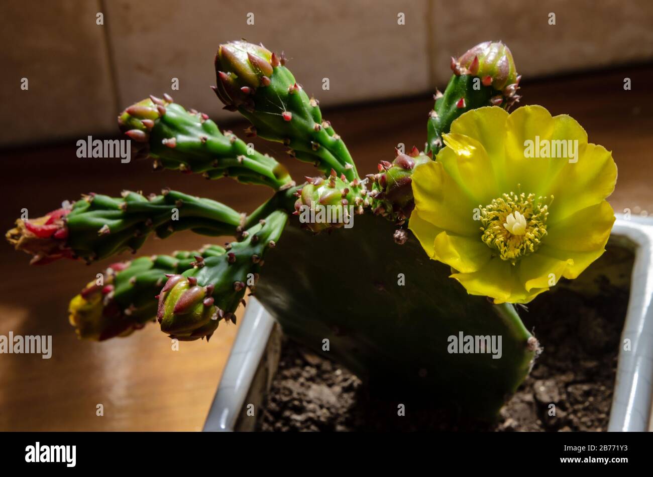 Yellow flower cactus in flower pot with some withered flowers and some ...
