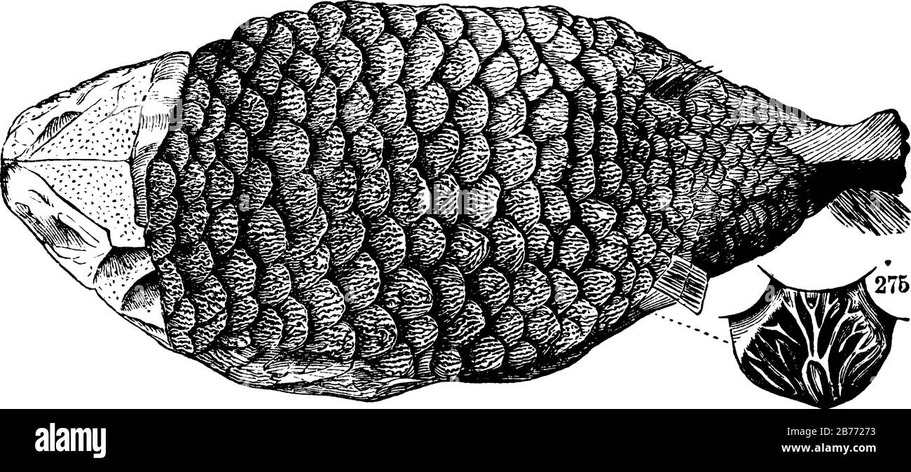 Holoptychius fossil hi-res stock photography and images - Alamy