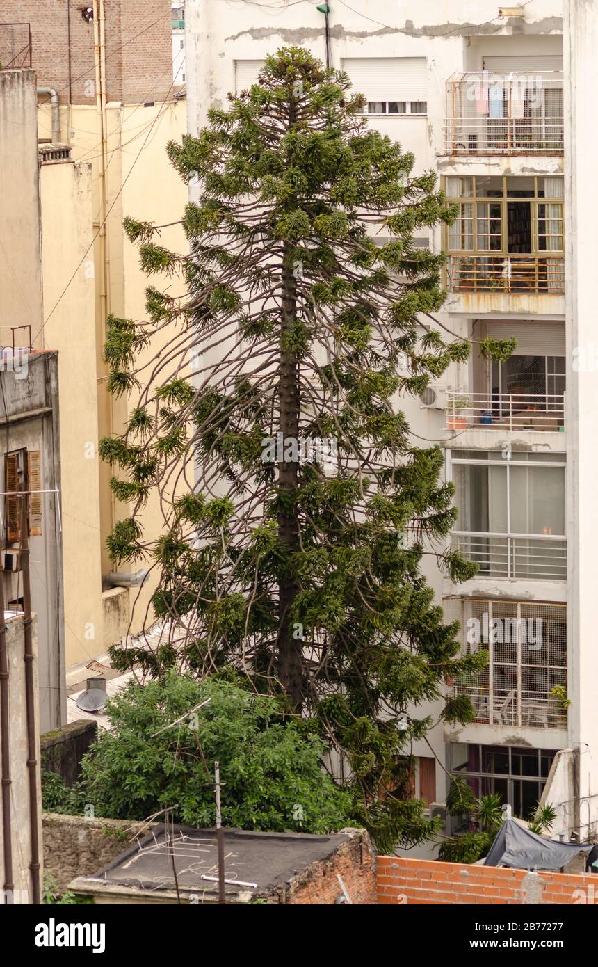 Big tree in the middle of a building Stock Photo - Alamy