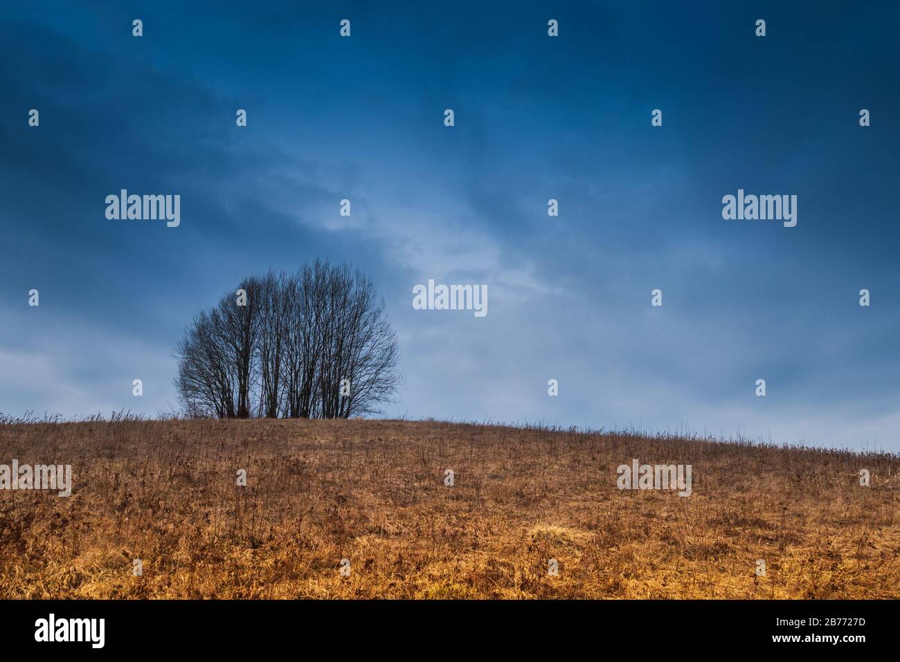 Lonely tree standing on the mountain and the road Stock Photo - Alamy