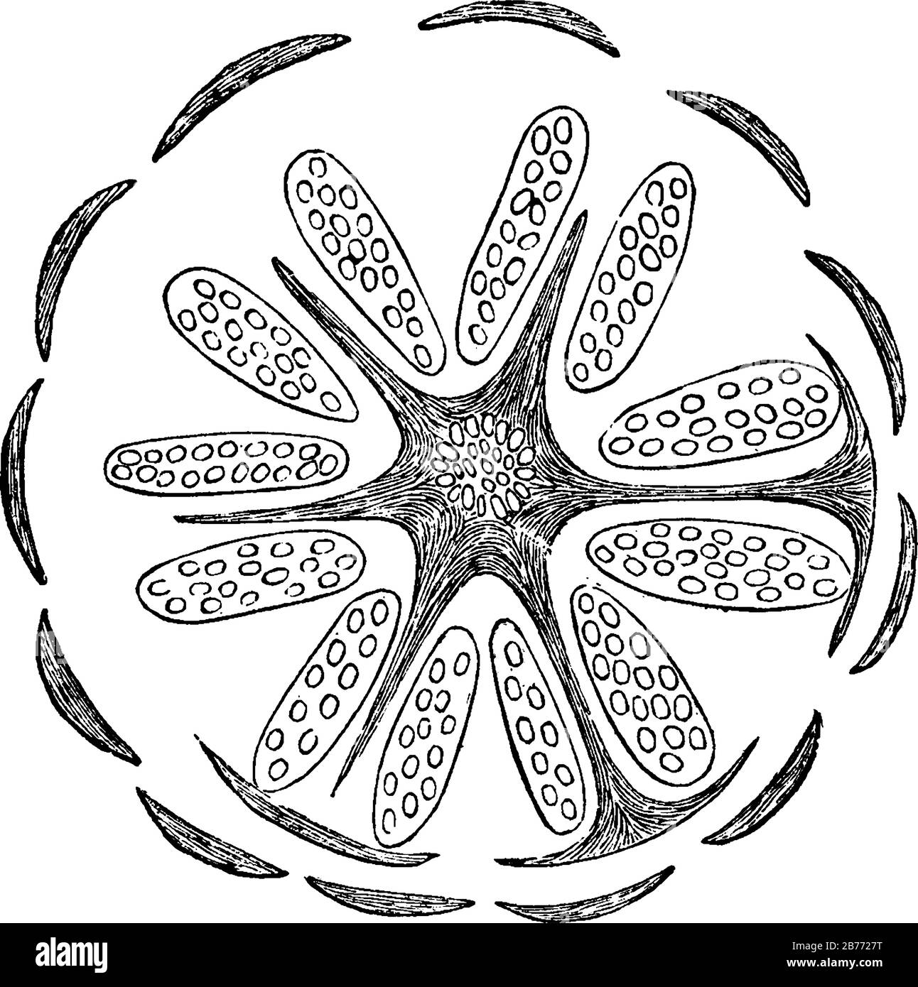 Extinct tree-like plant of the genus Calamites, of Carboniferous times ...