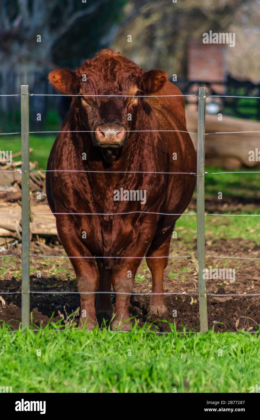 Bovine bull hi-res stock photography and images - Alamy