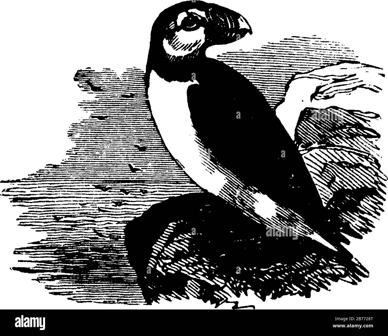 Pelagic birds Stock Vector Images - Alamy