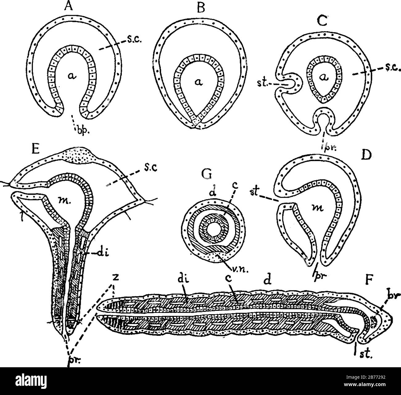 Gastrula hi-res stock photography and images - Alamy