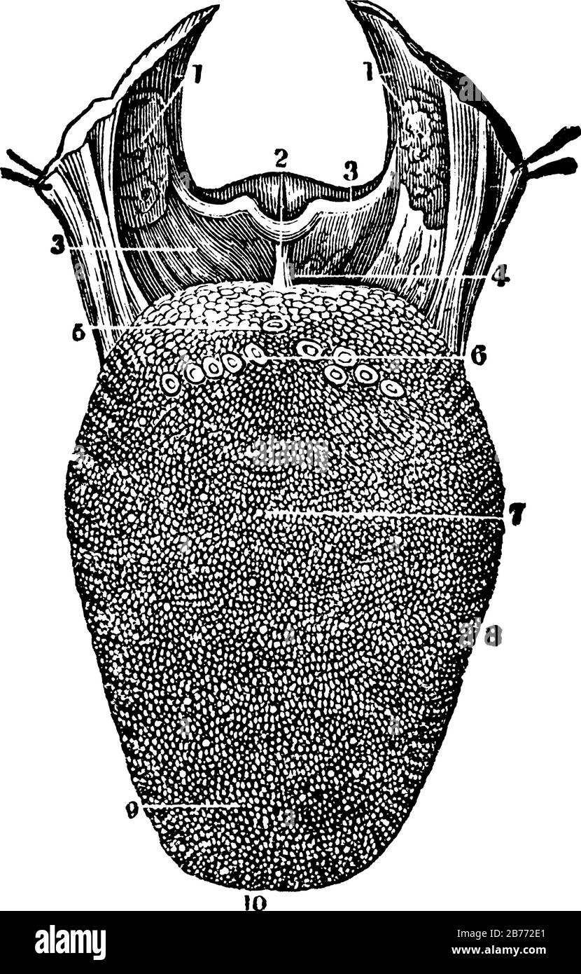 Upper view vector vectors Cut Out Stock Images & Pictures - Alamy