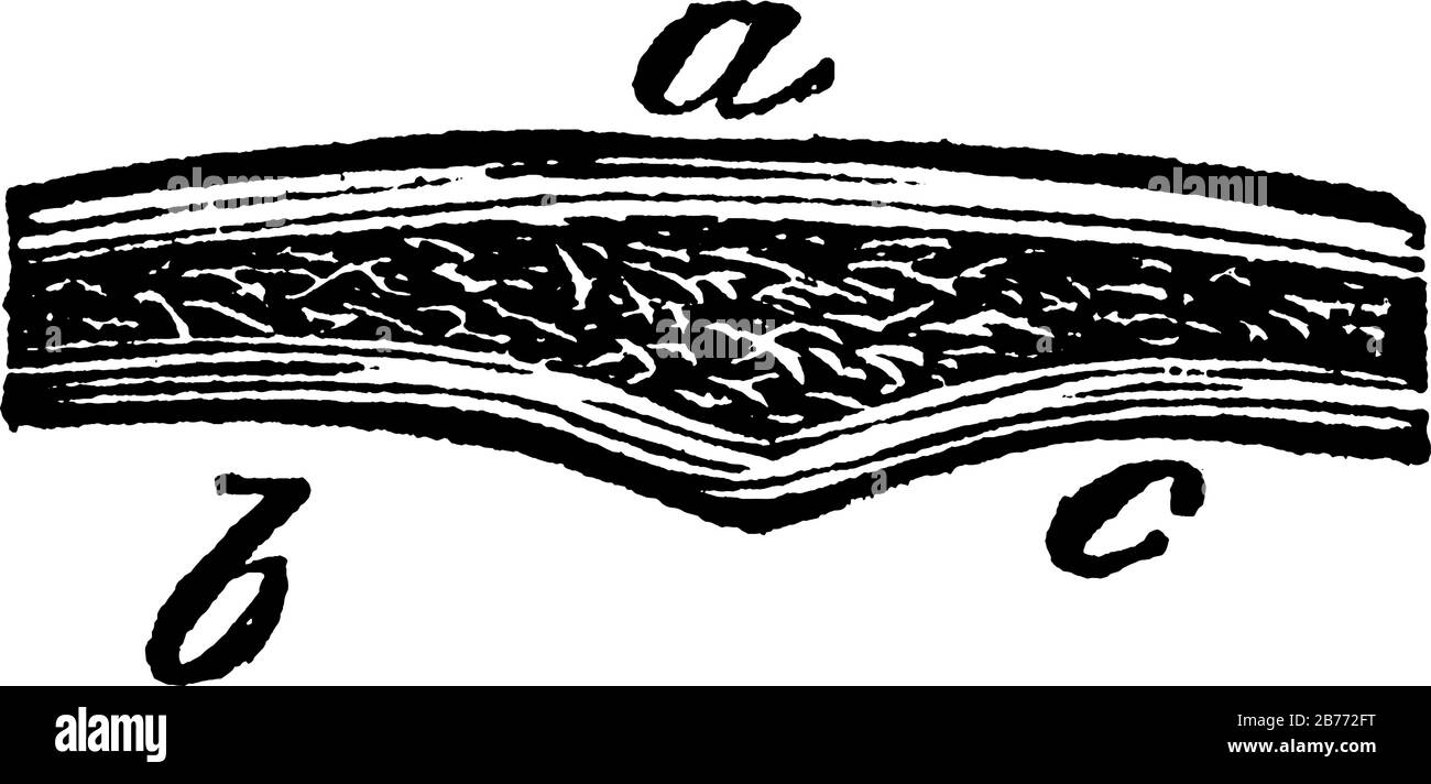 Spongy compact bone Stock Vector Images - Alamy