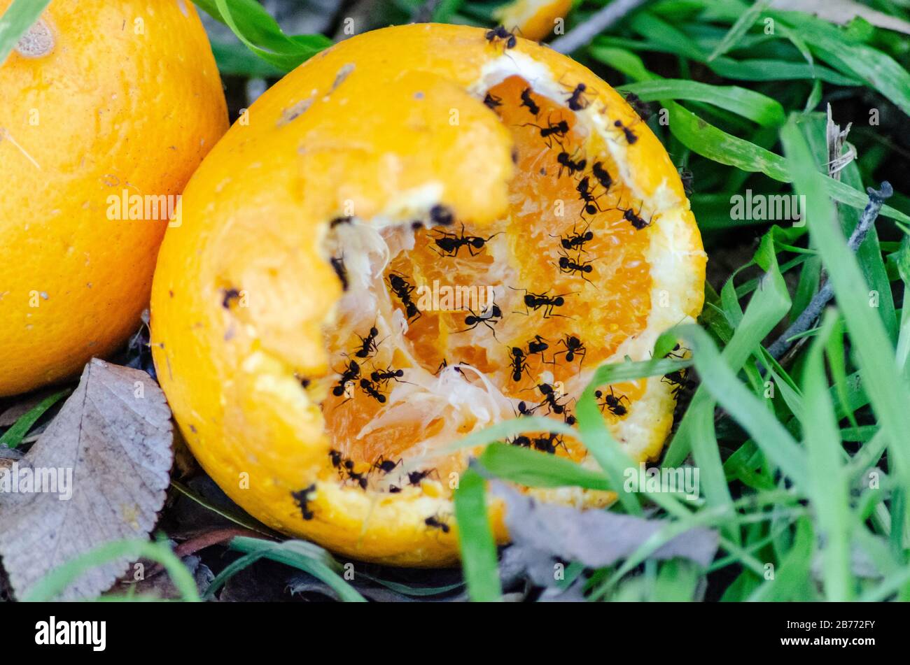 Tangerines eaten by black ants Stock Photo - Alamy