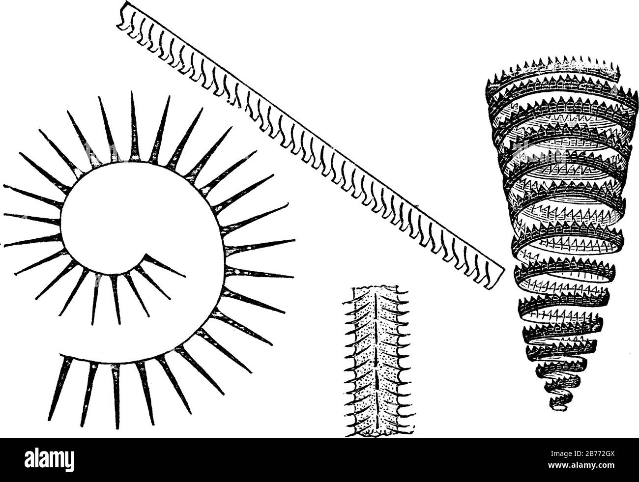 These organisms are colonial animals known as fossils from the Middle ...