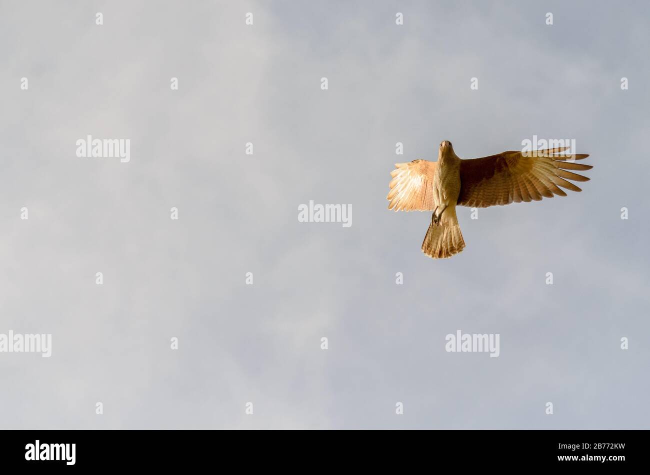 Chimango caracara phalcoboenus chimango hi-res stock photography and ...