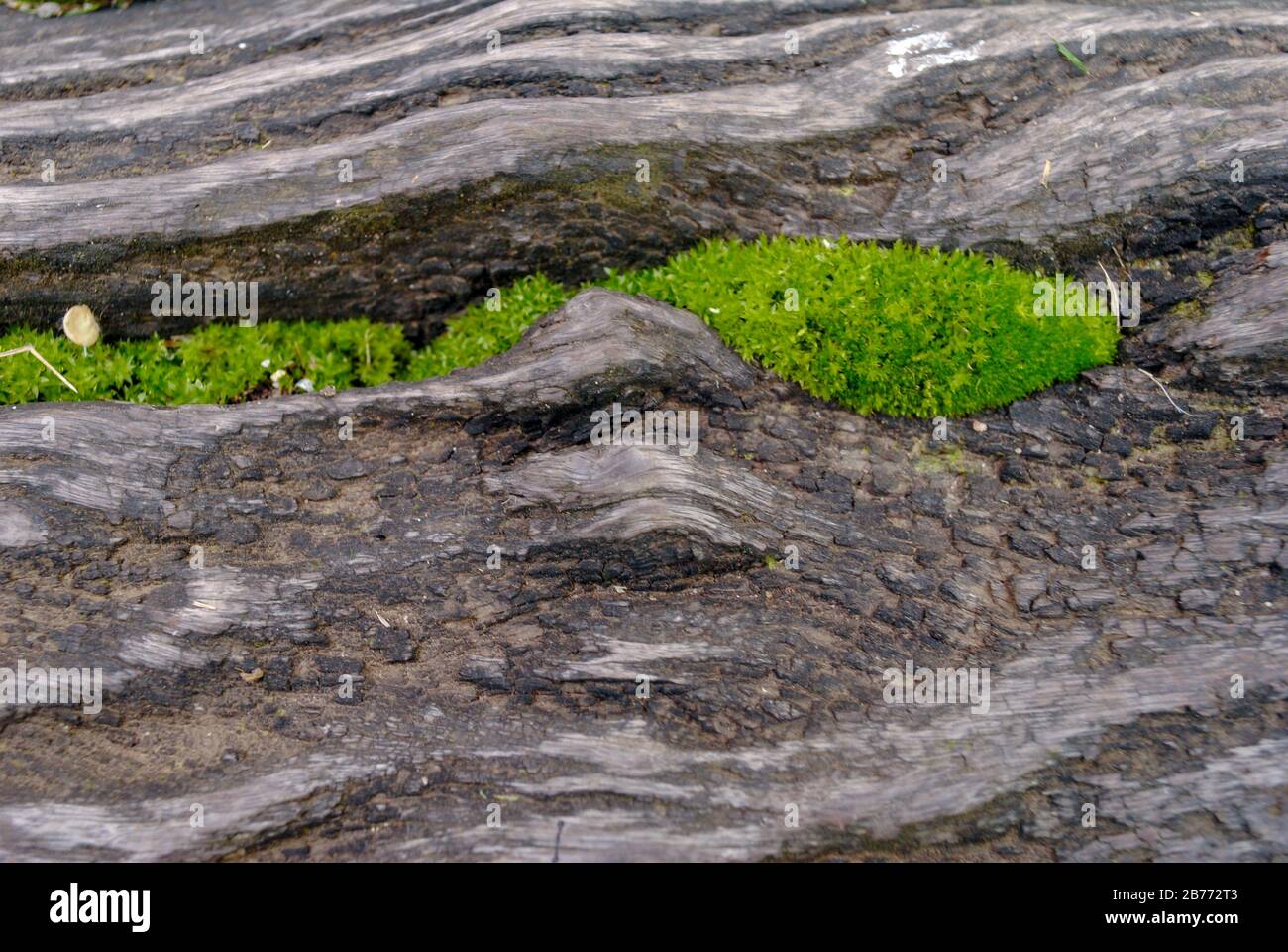 Texture of wood with moss inside Stock Photo - Alamy