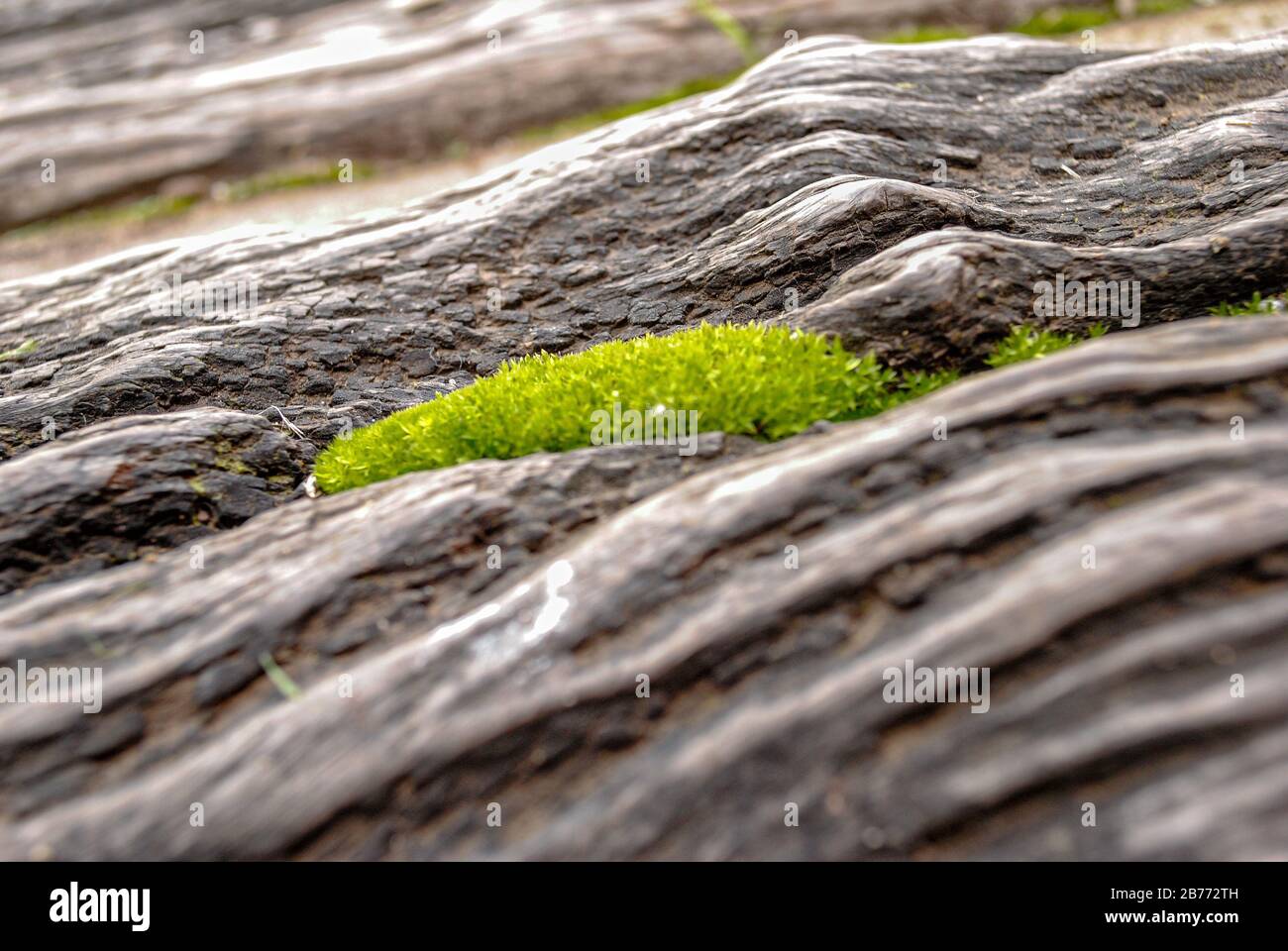 Texture of wood with moss inside Stock Photo - Alamy