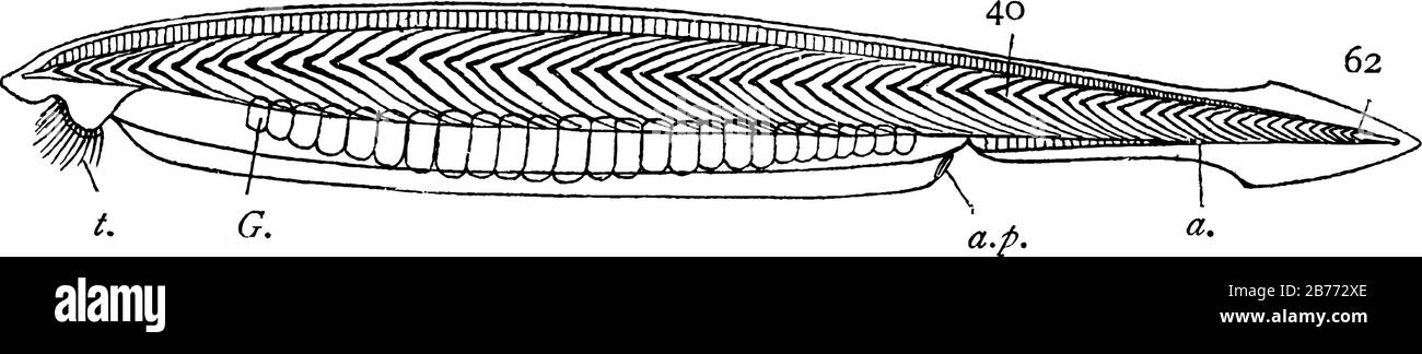 Cephalochordata Diagram