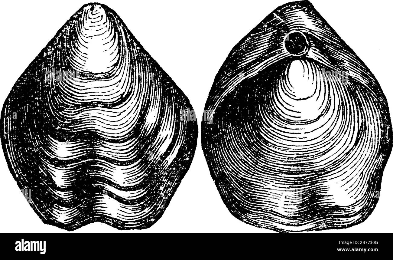 Lophotrochozoan animals with hard shells on their surfaces. Shown here ...