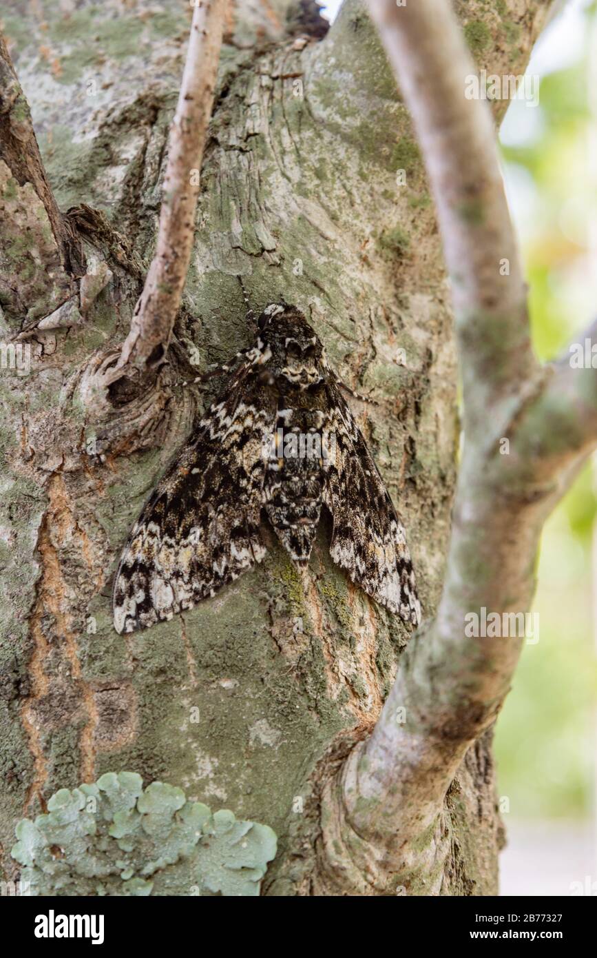 Camouflage moth hi-res stock photography and images - Alamy