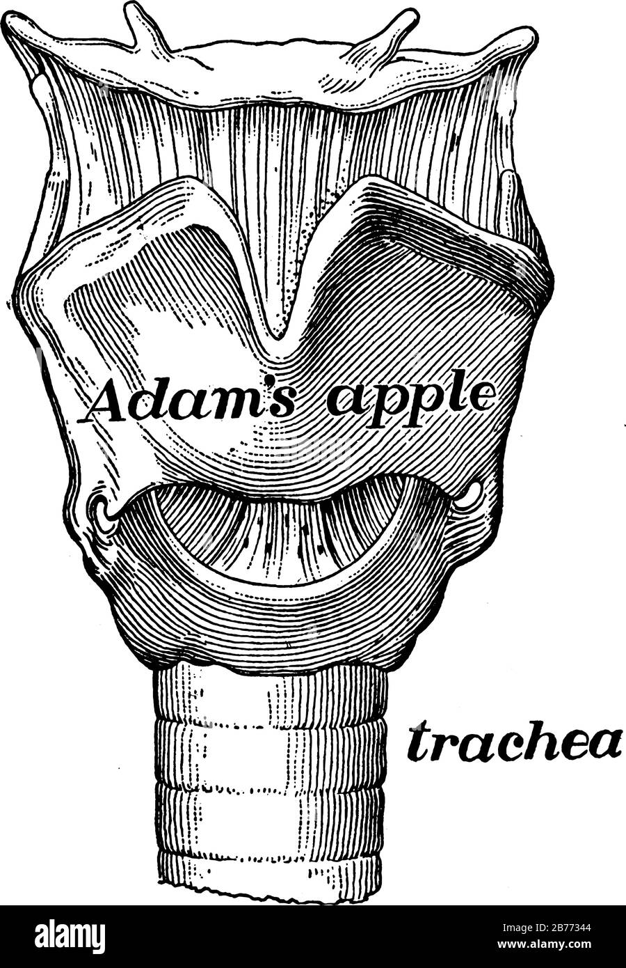 Tetrapods Stock Vector Images - Alamy