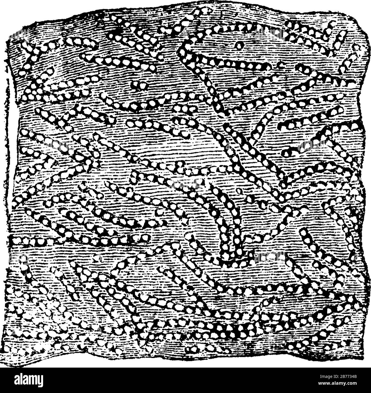 A portion of cellular tissue, very highly magnified, showing the ... A portion of cellular tissue, very highly magnified, showing the ...