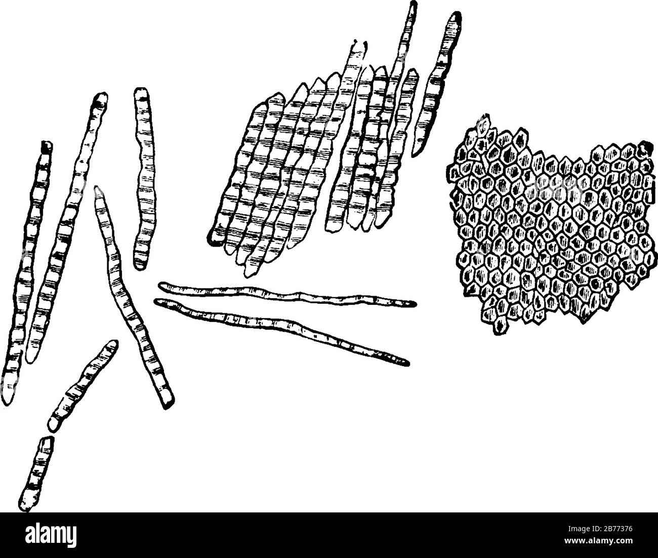 White semi transparent Stock Vector Images - Alamy