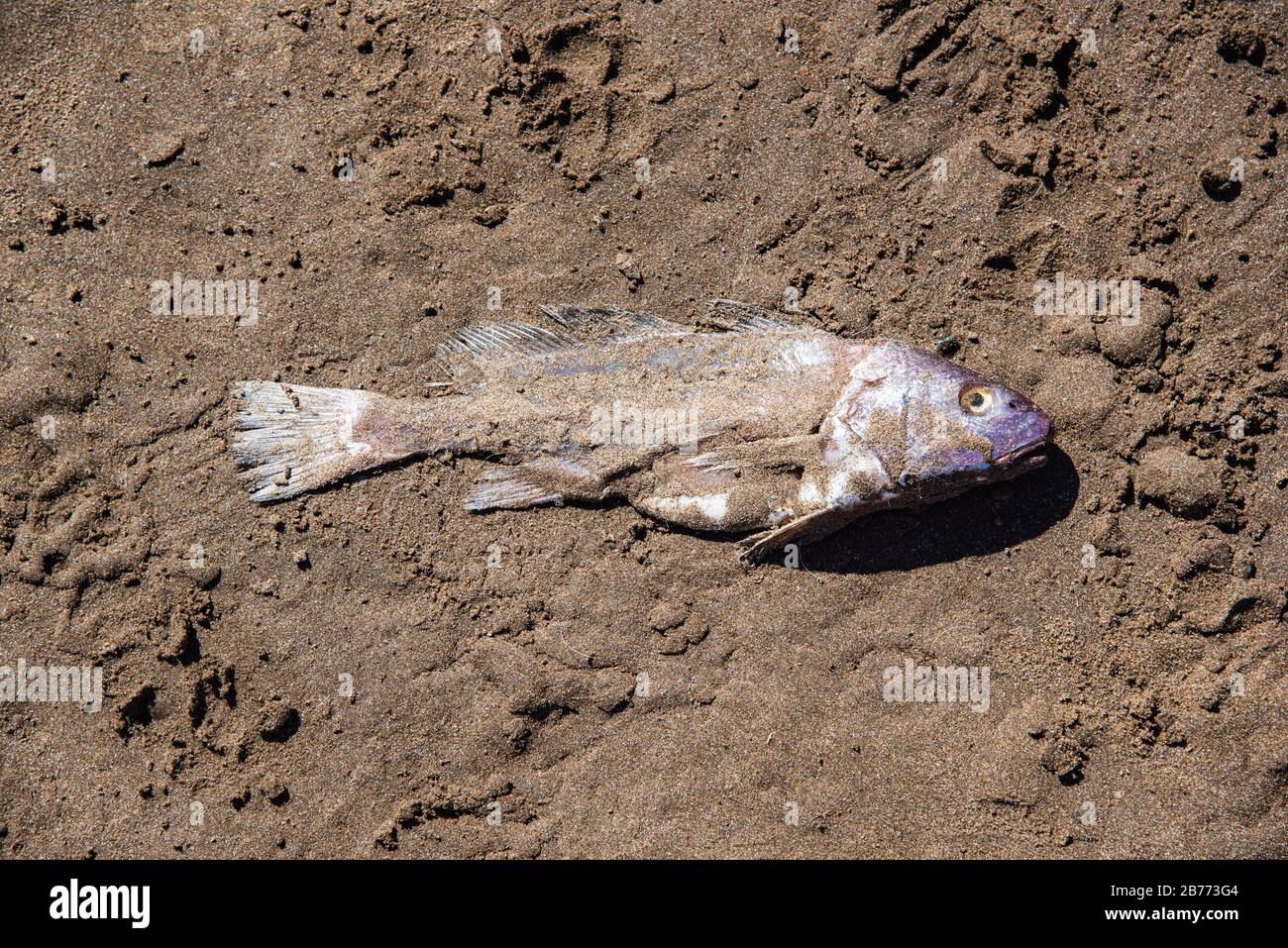 Fish dead in the sand Stock Photo - Alamy