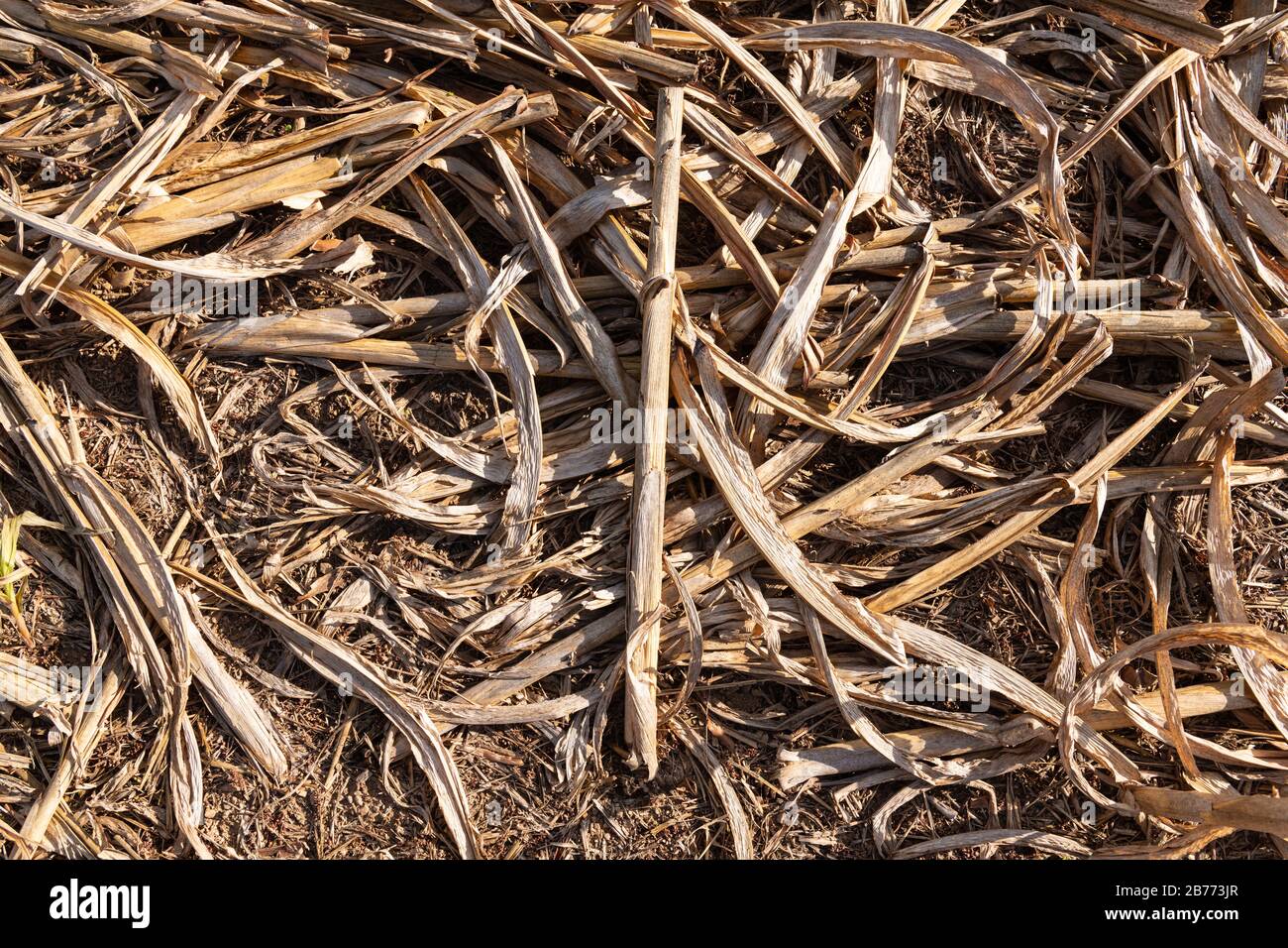 Millet or sorghum background texture close-up after the harvest with ...