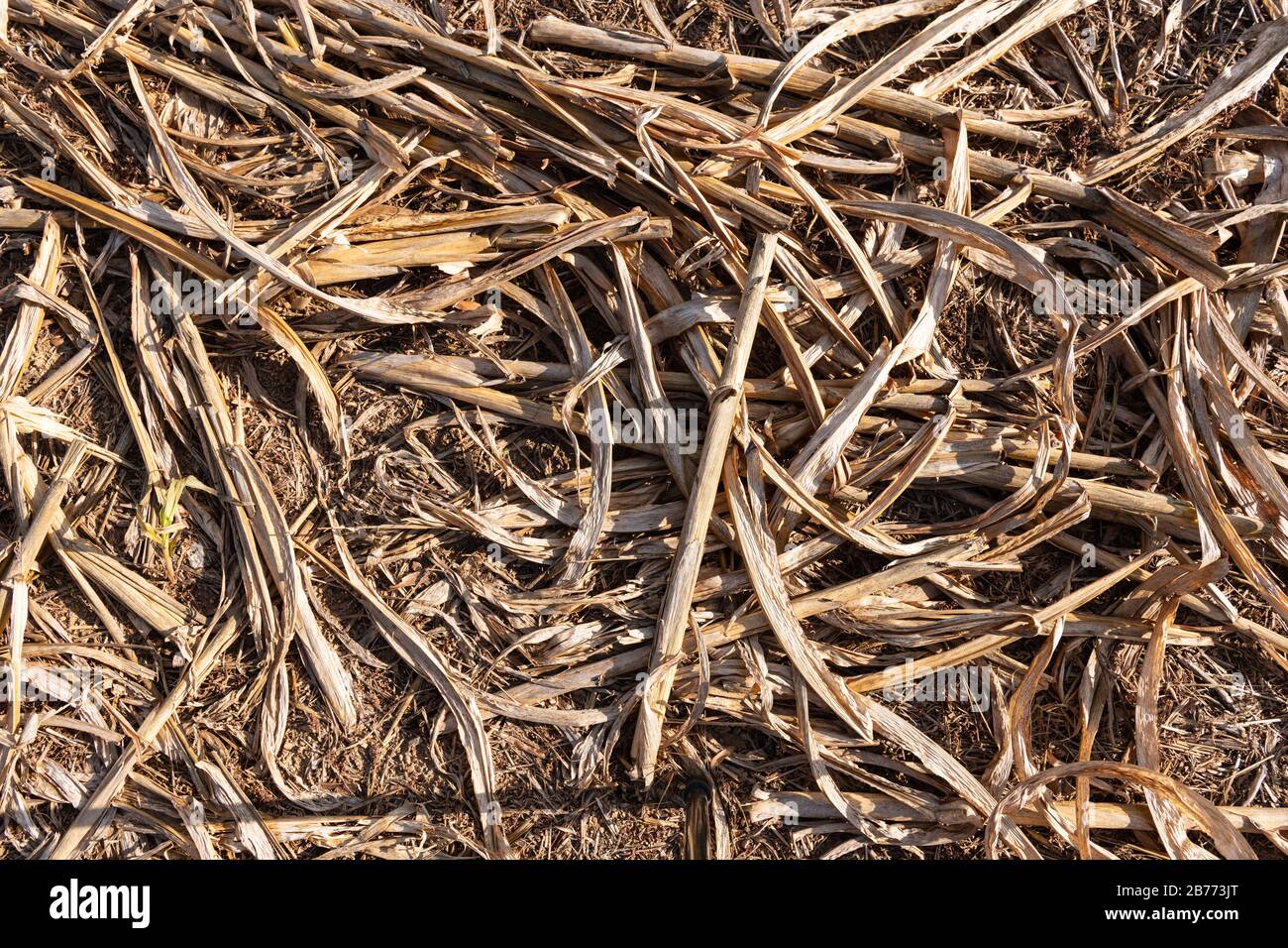 Millet or sorghum background texture close-up after the harvest with ...