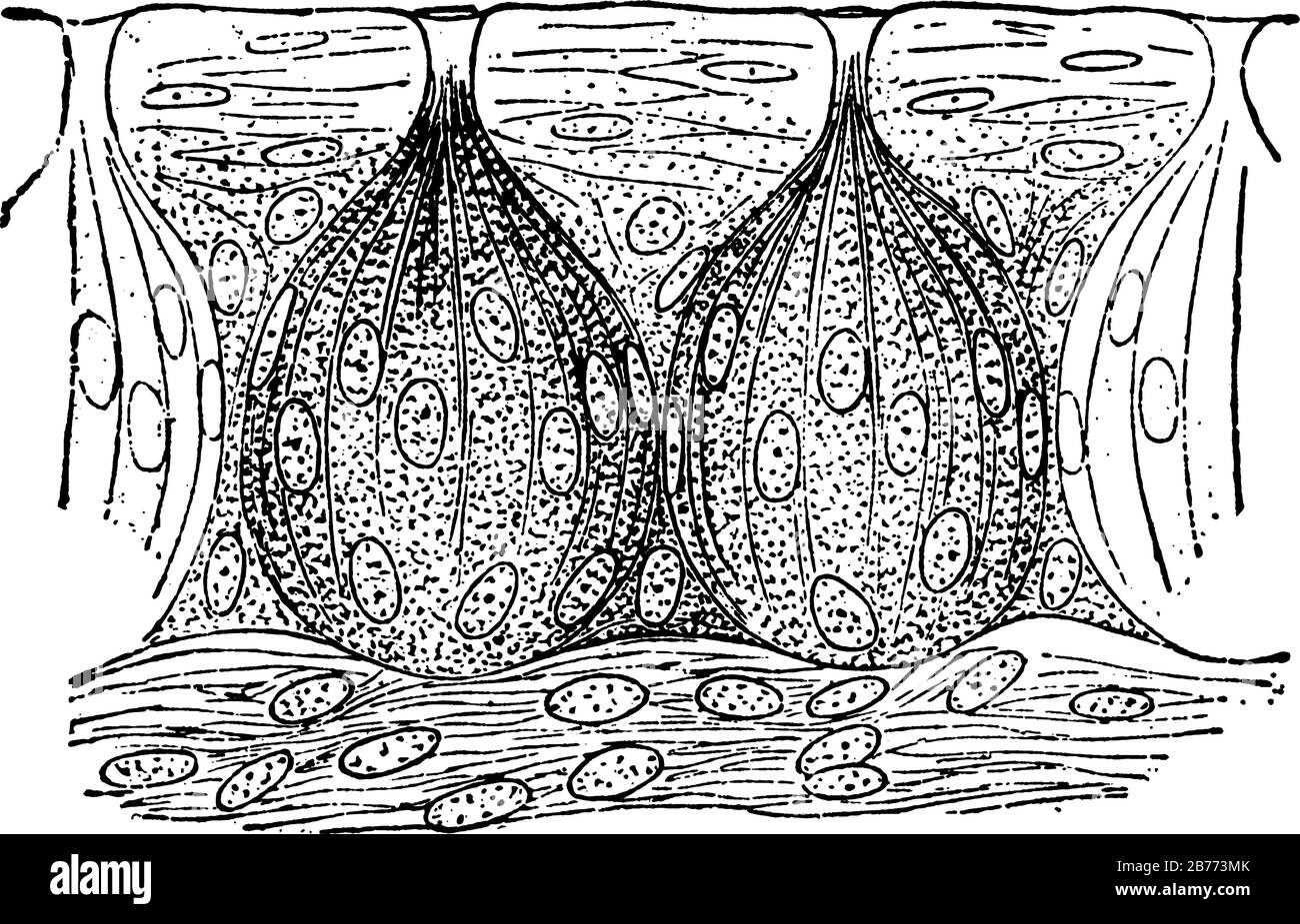 Taste buds., showing three different size of image in taste buds in it ...
