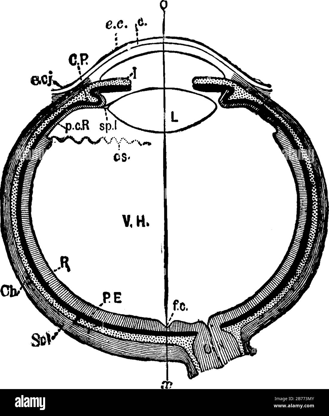 Cornea epithelium Stock Vector Images - Alamy
