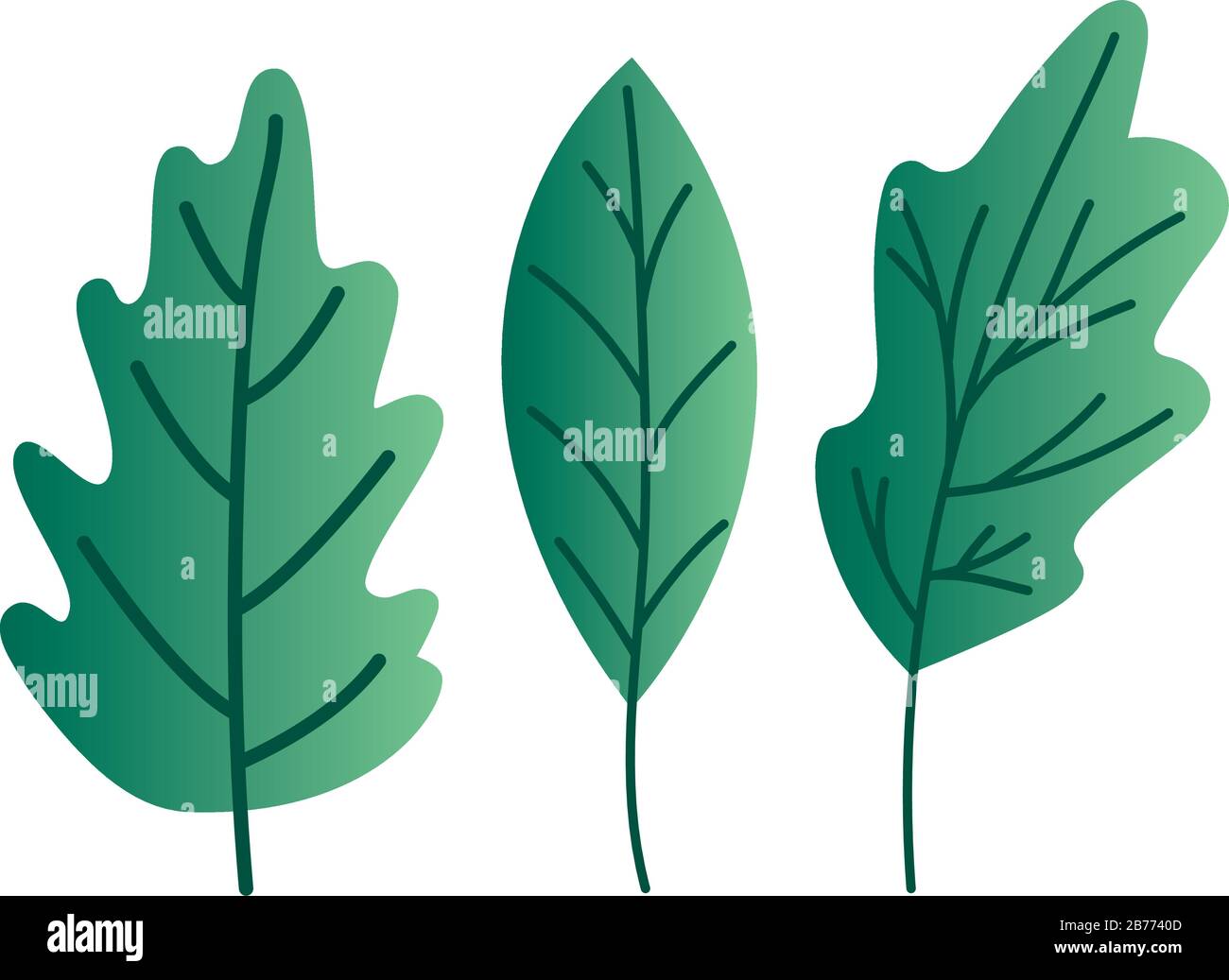 Isolated natural leaves vector design Stock Vector Image & Art - Alamy
