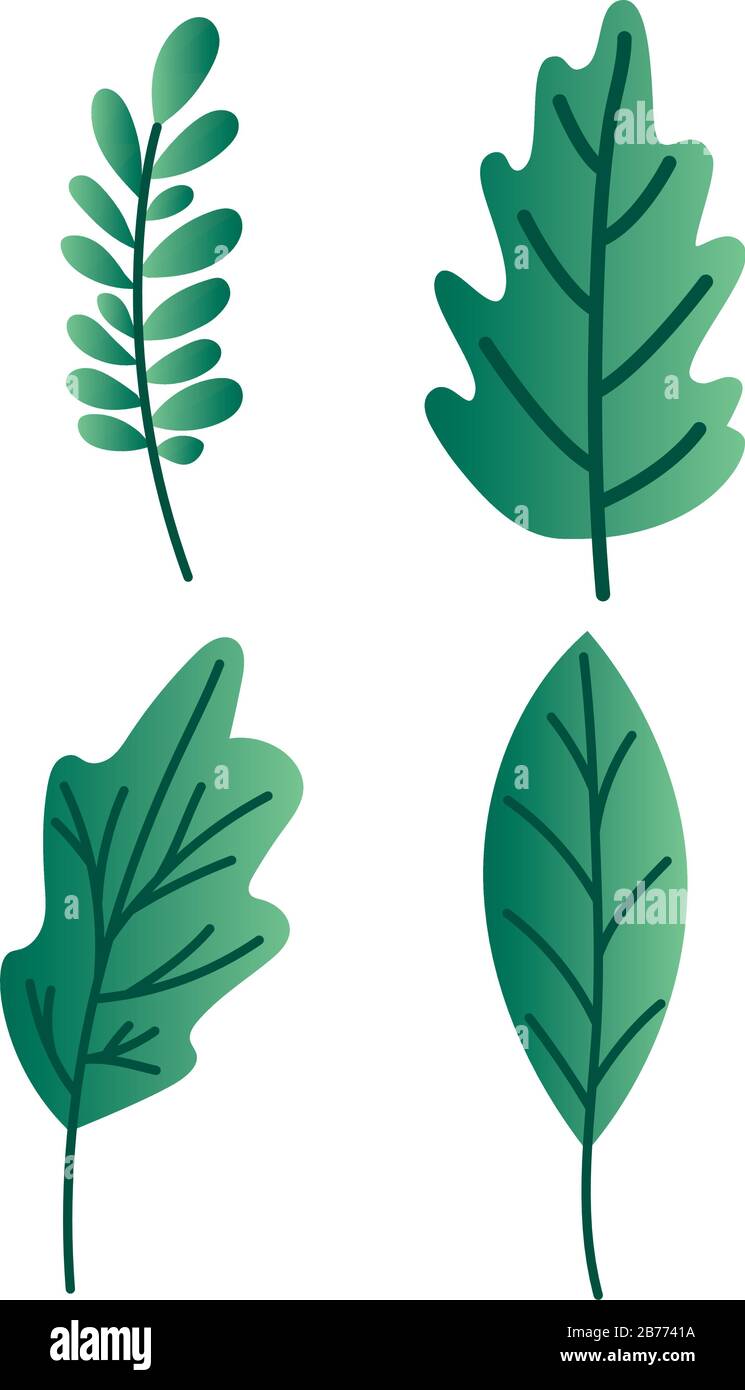 Isolated natural leaves vector design Stock Vector Image & Art - Alamy