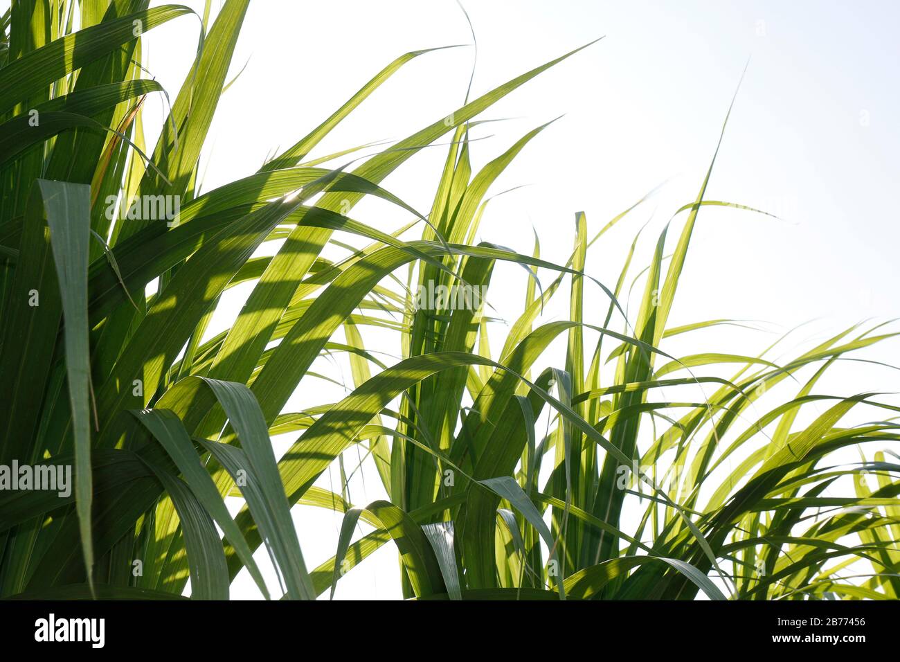 Sugar cane leaf green (selective focus), Sugarcane leaf in plantation ...