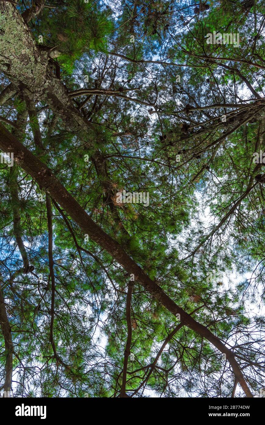 Bird looking down from tree hi-res stock photography and images - Alamy