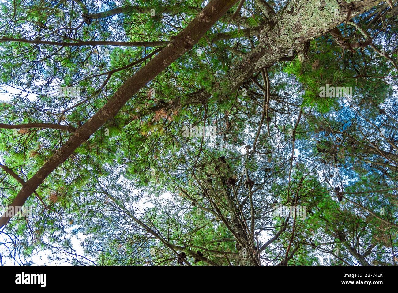 Bird looking down from tree hi-res stock photography and images - Alamy