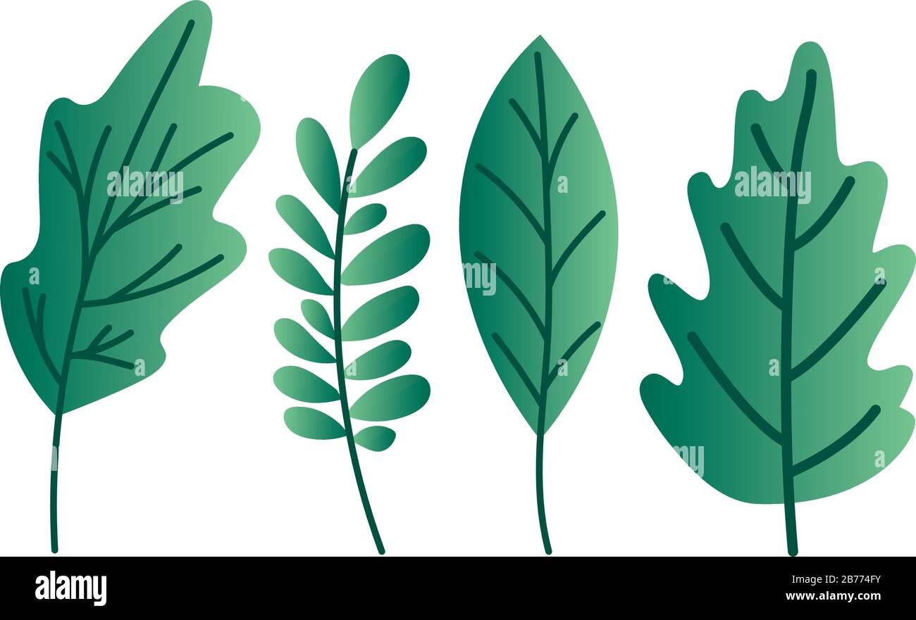 Isolated natural leaves vector design Stock Vector Image & Art - Alamy