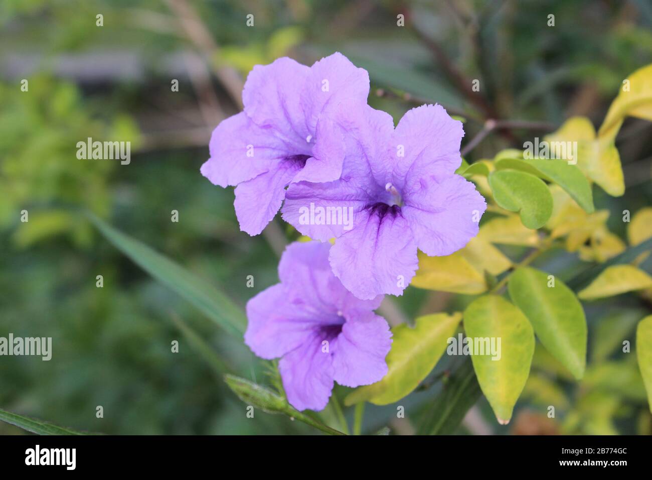 Ruellia tuberosa, purple rain flowers Stock Photo - Alamy
