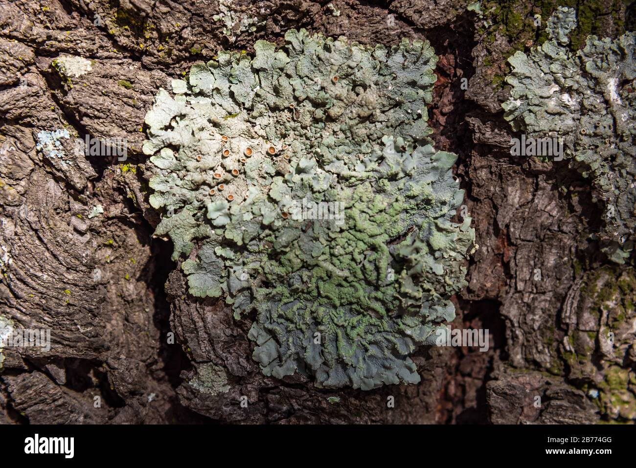 Detail of a mossy tree Stock Photo - Alamy