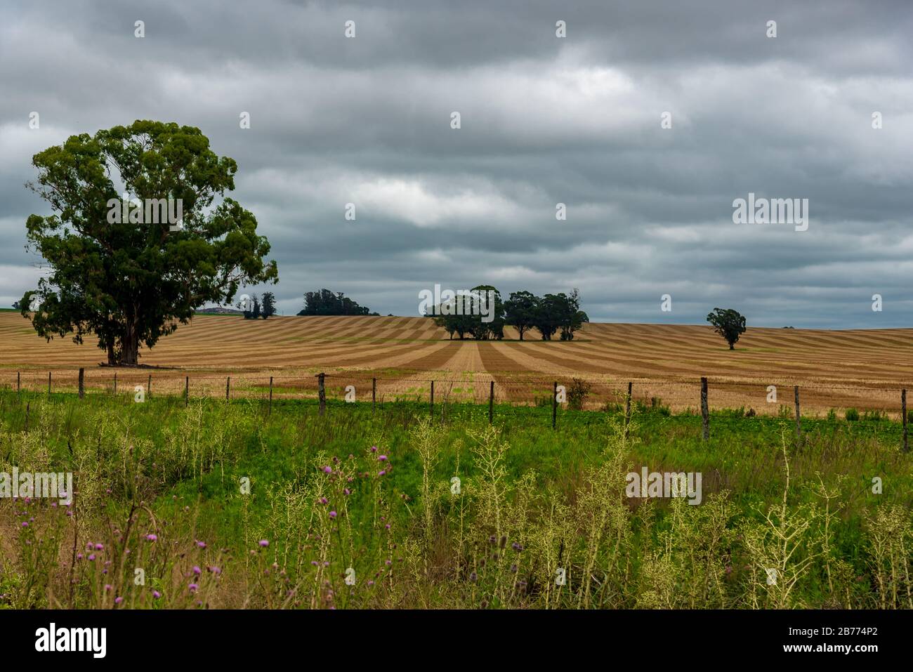 Landscape of a golden farmed field in a gray with a trees Stock Photo ...