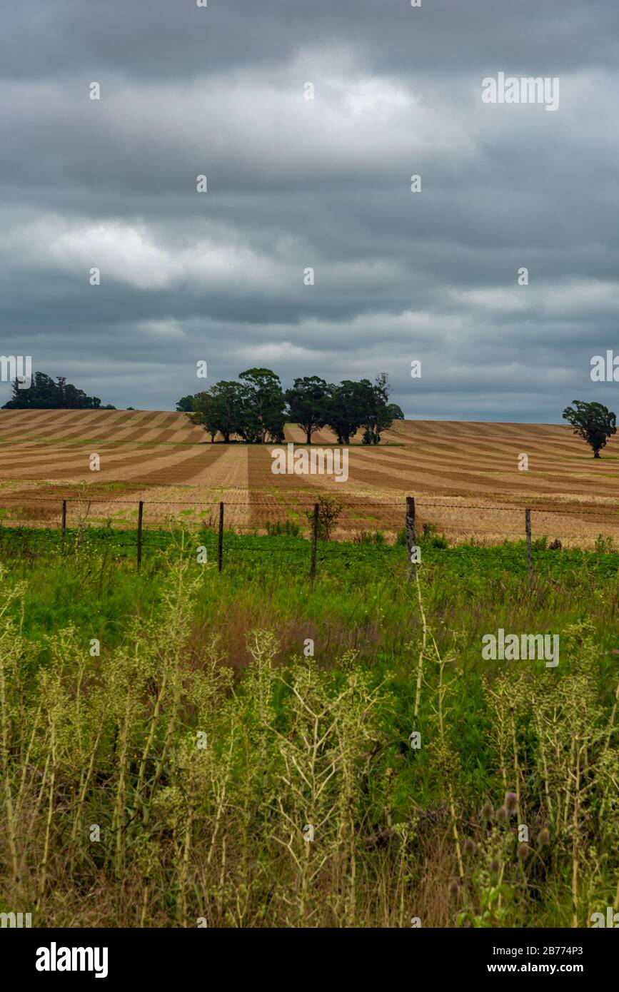Landscape of a golden farmed field in a gray with a trees Stock Photo ...