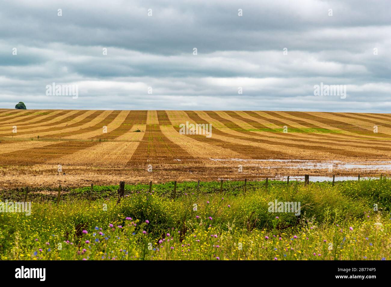 Landscape of a golden farmed field in a gray with a tree on the back ...