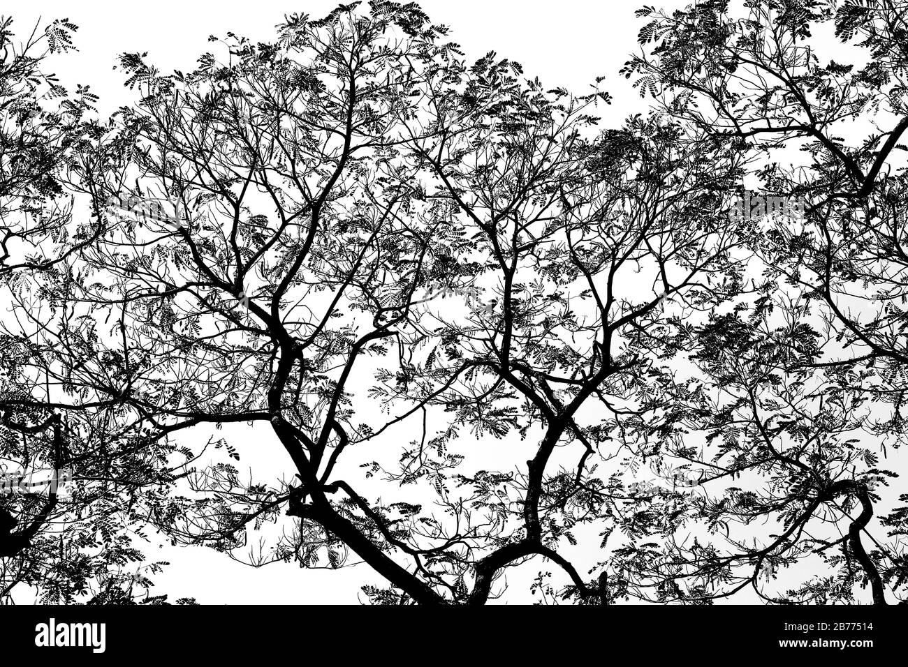 Abstract Black Tree Branches on background white Stock Photo - Alamy
