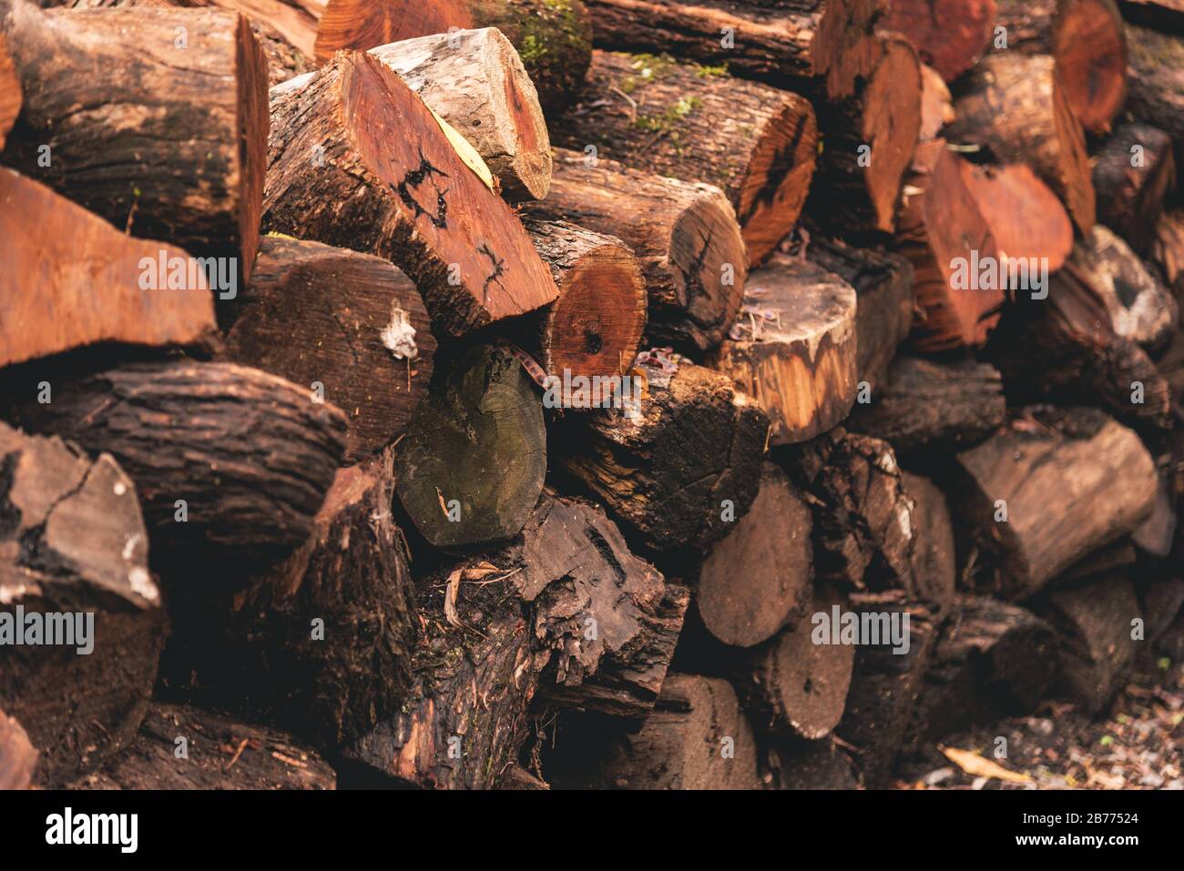 Quebracho Tree High Resolution Stock Photography and Images - Alamy