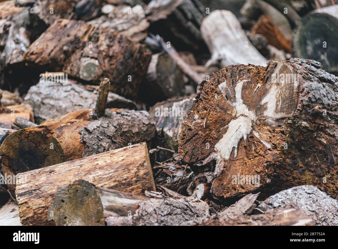 Quebracho Tree High Resolution Stock Photography and Images - Alamy