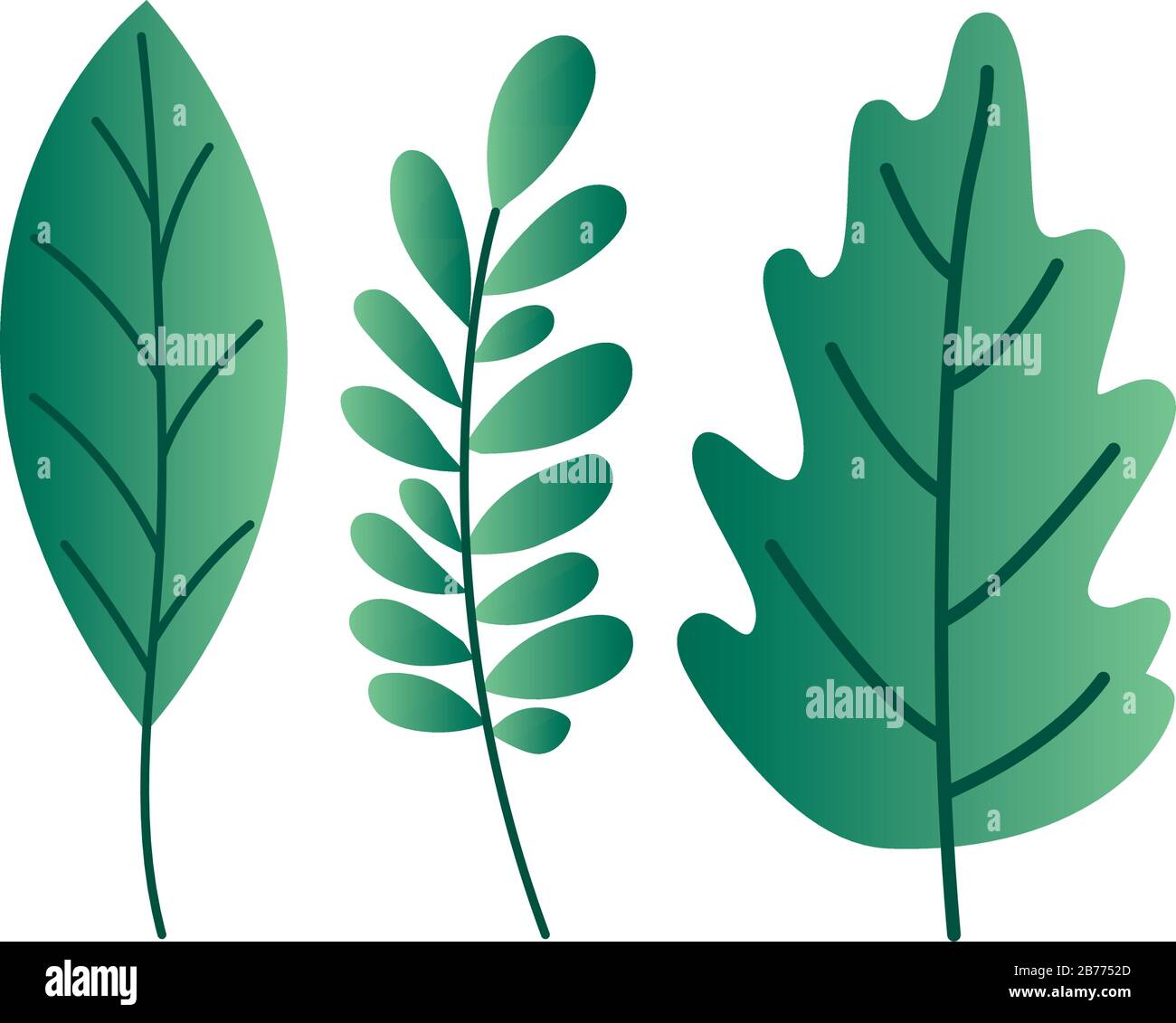 Isolated natural leaves vector design Stock Vector Image & Art - Alamy