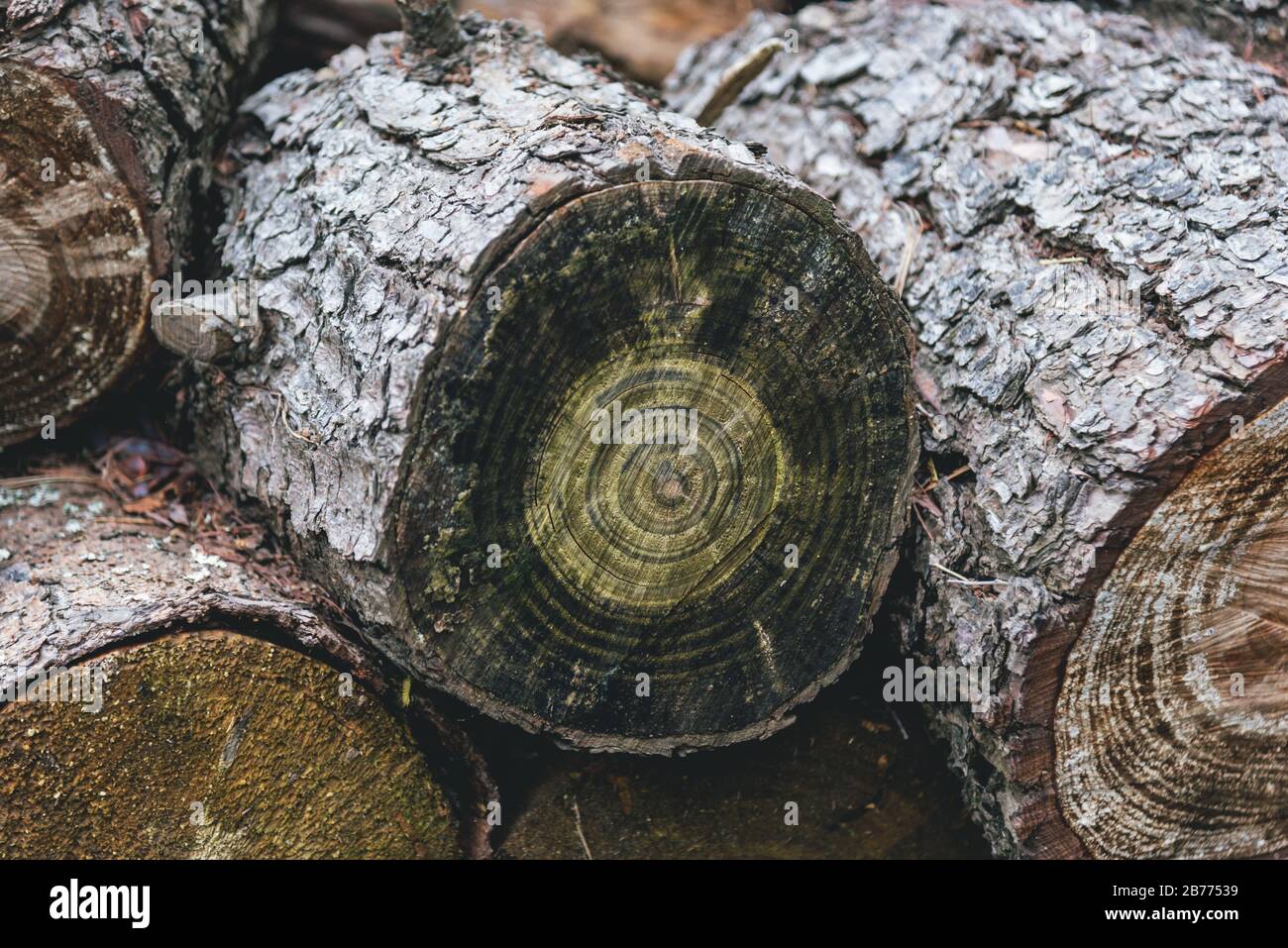 Quebracho tree hi-res stock photography and images - Alamy