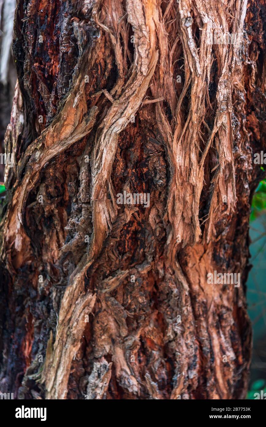 Grunge and vintage red trunk texture Stock Photo - Alamy