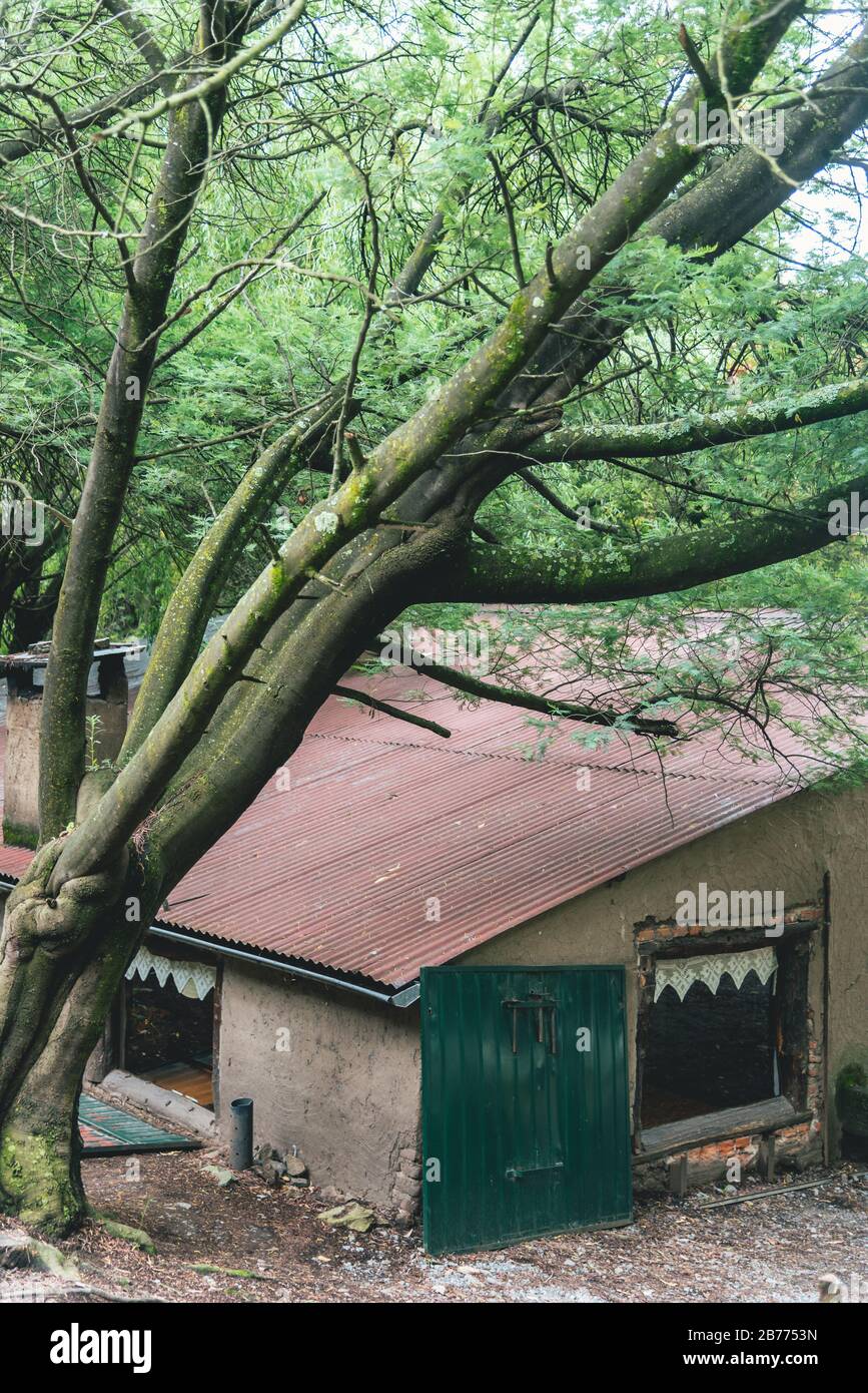 Mud house with big windows inside a forest Stock Photo - Alamy