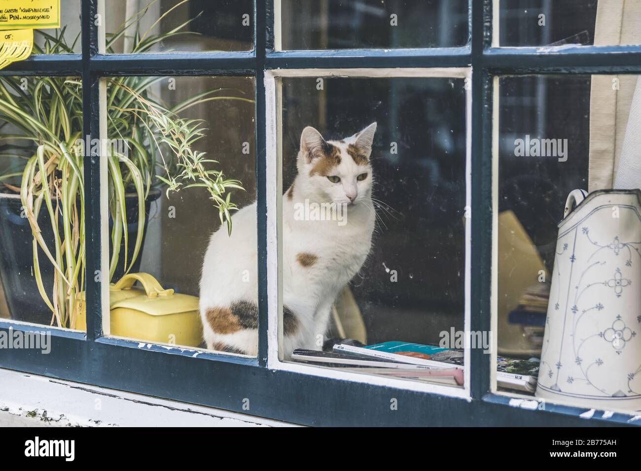 White cute window staring out from the window Stock Photo - Alamy