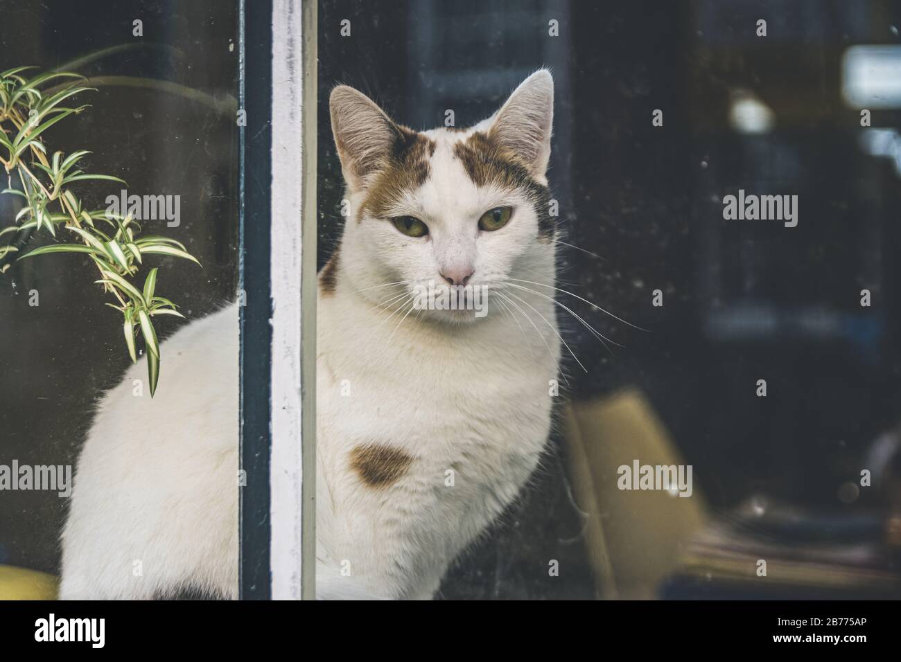 White cute window staring out from the window Stock Photo - Alamy